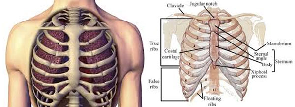 Tumor da parede torácica - Oncologia do tórax